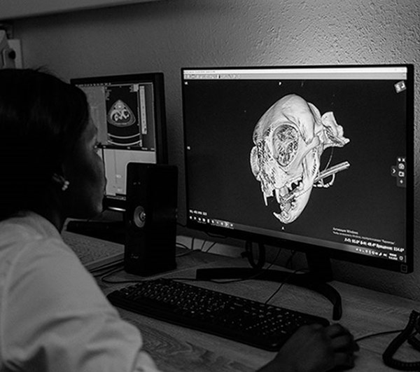 Majors, degrees and programs | Michigan State University